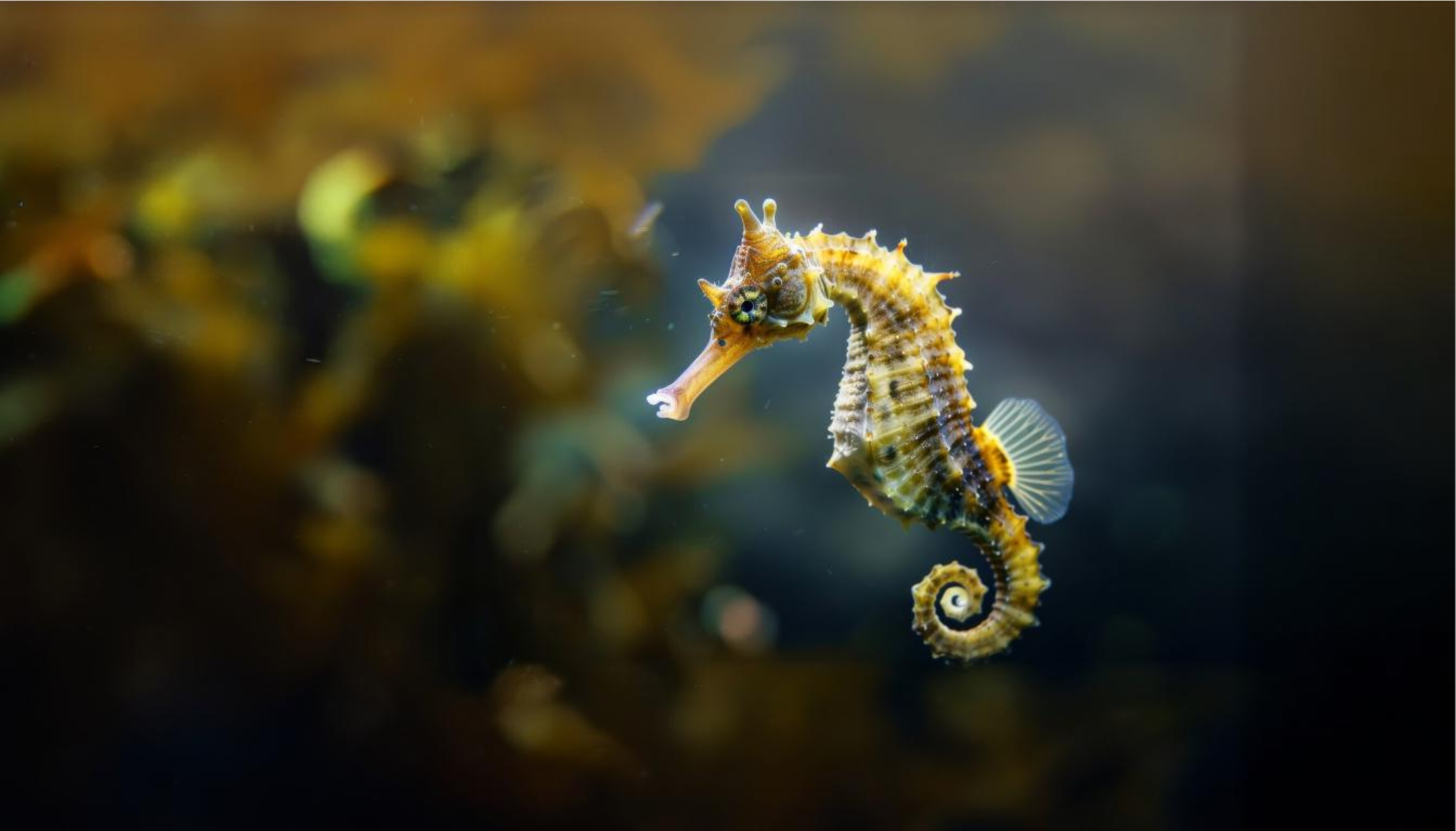 Tasmania’s Seahorse World offers 3D-Printed tactile aids for visitors ...